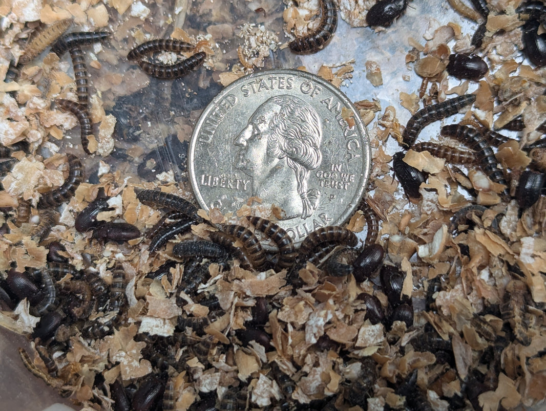 Bugs and Stuff – Hive Queen Insects