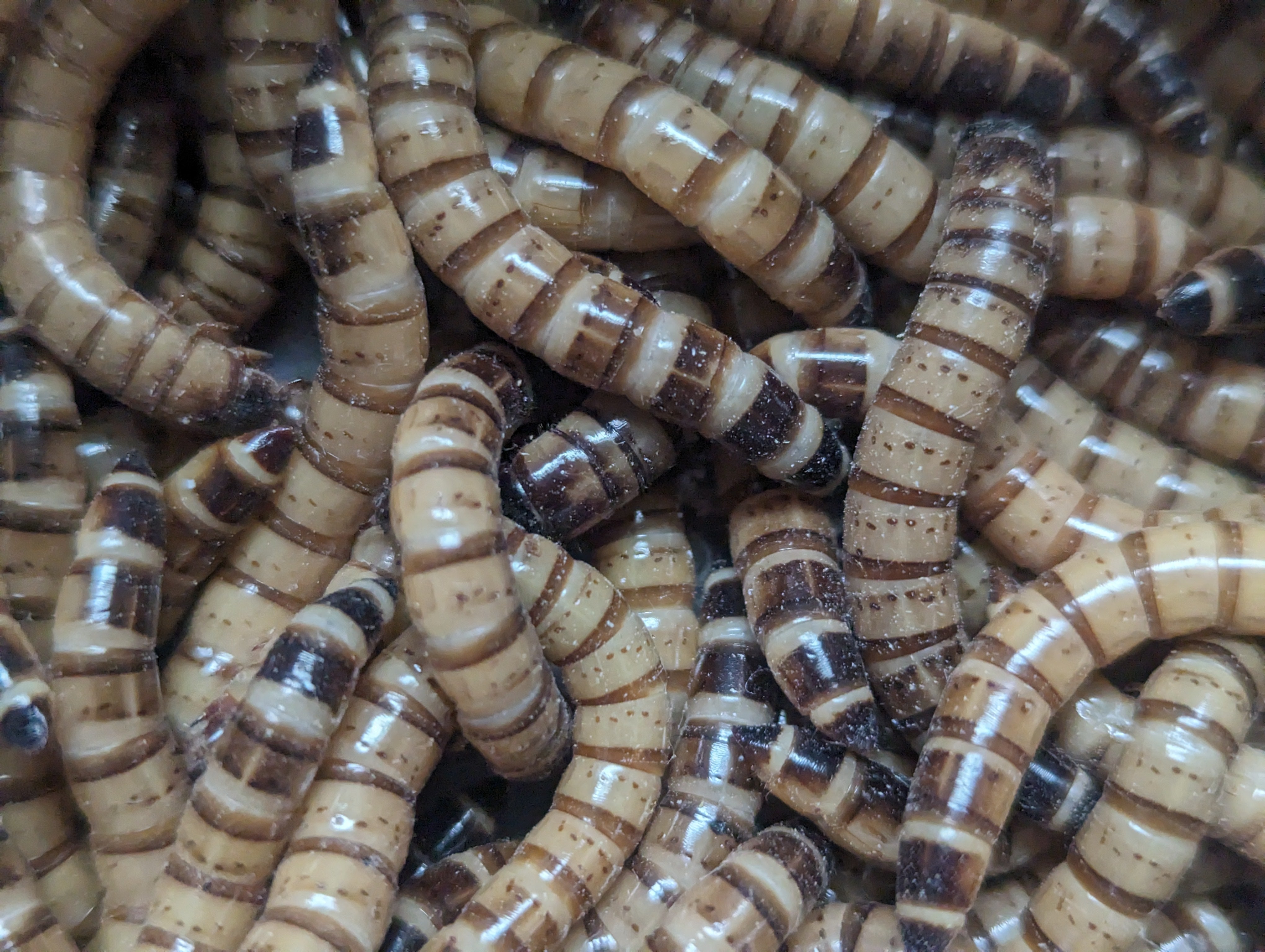 Products – Hive Queen Insects