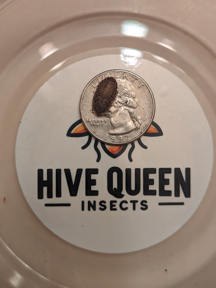 Live Organic Dubia Roaches – Hive Queen Insects